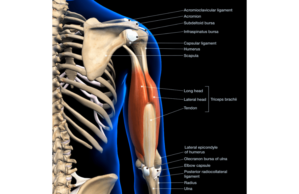 10 Most Powerful Lateral Head Tricep Exercises - Rebirth